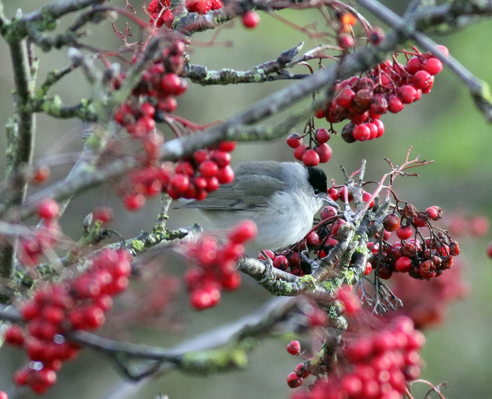 Baggins on the loose: Festive season catch up - Lower Derwent Valley ...