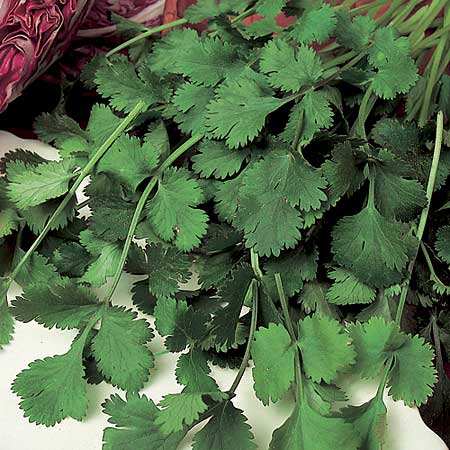 Cocinas y Recetas: Culantro o cilantro, imprescindible en la cocina ...