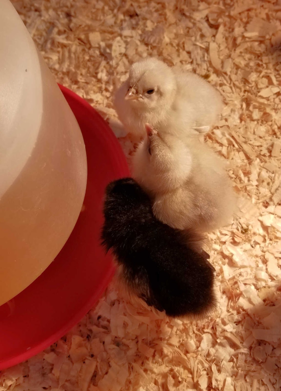 What to Look for When Choosing Baby Chicks