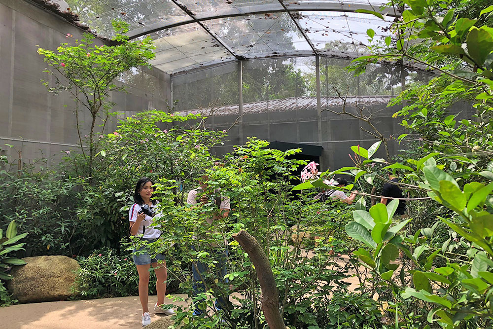 Butterflies of Singapore: Butterfly Survey @ Zoo