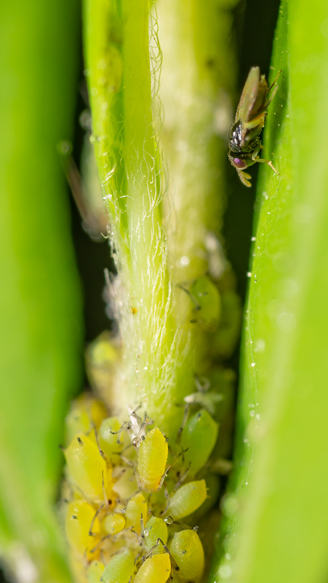 ムシをデザインしたのはダレ？: ツヤコバチ科 ( Aphelinus sp. ) 産卵 ミスショット！