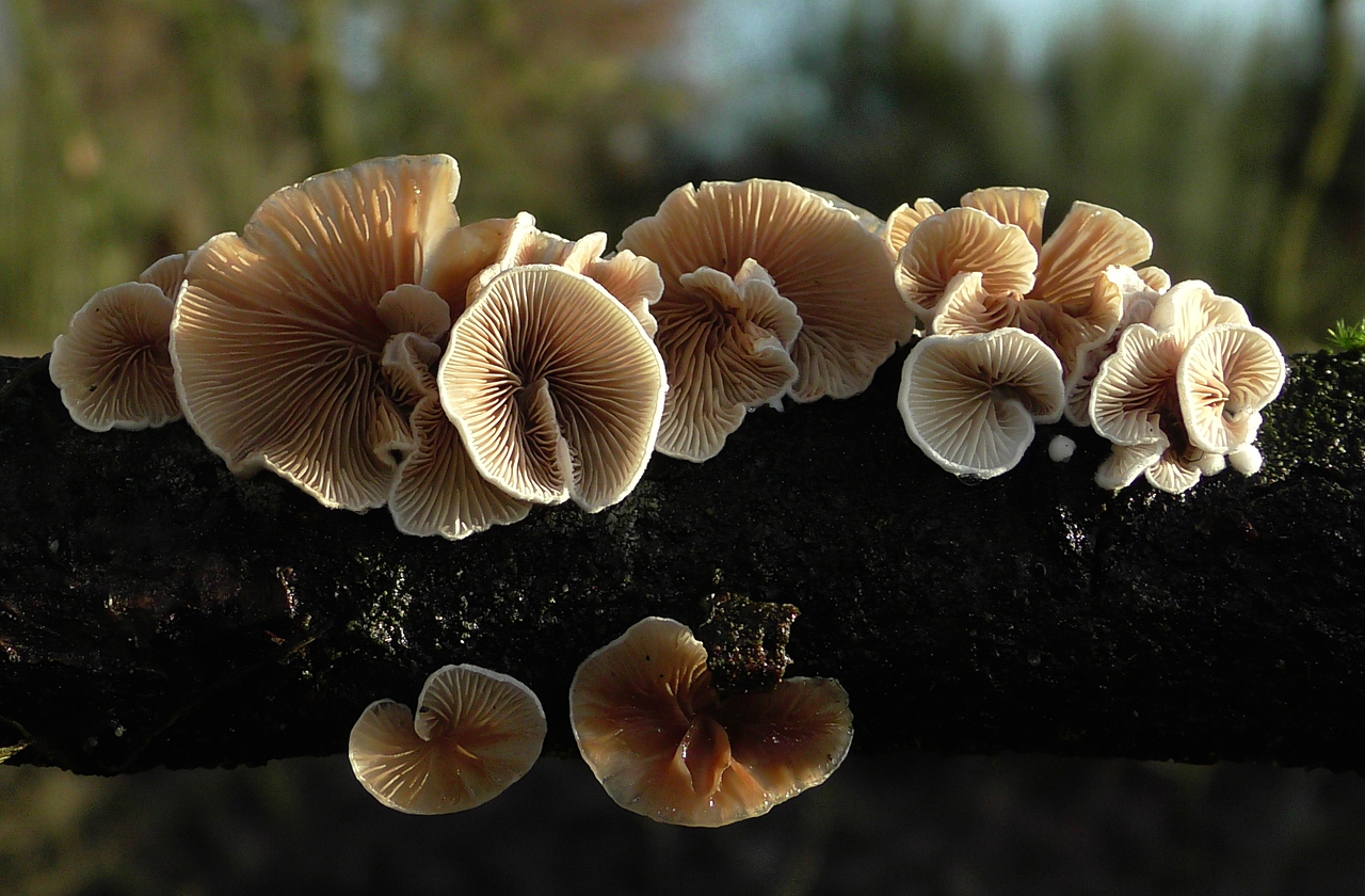 Jozef van der Heijden - Natuurfotografie: Wit oorzwammetje (Crepidotus ...
