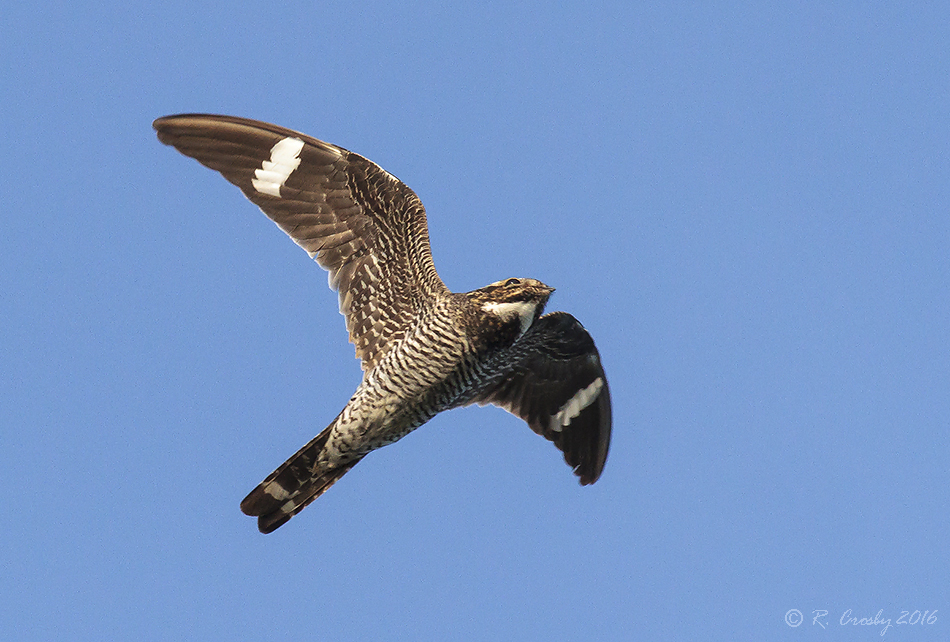 South Shore Birder: Common Nighthawk in Flight