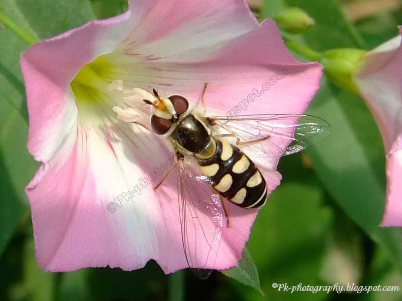 Hoverfly-Eupeodes corollae | Nature, Cultural, and Travel Photography Blog