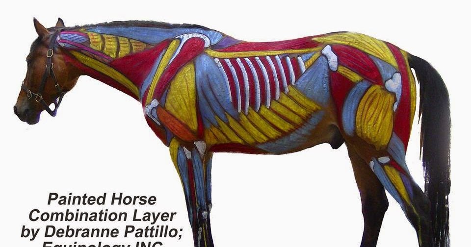 Equine Anatomy And Physiology Crash Course Bien tre Et equine-anatomy-and-physiology-crash-course-bien-tre-et