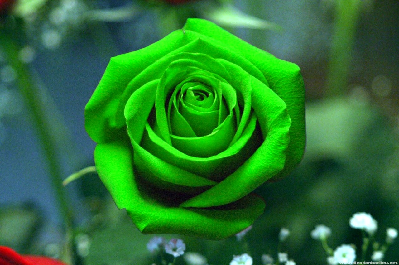 Wallpapers the most beautiful blue roses | Gallery Wallpaper HD