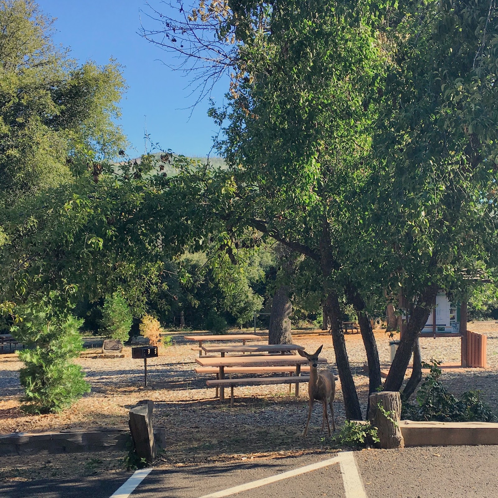 Sensory Overload: Camping in Julian (William Heise County Park)