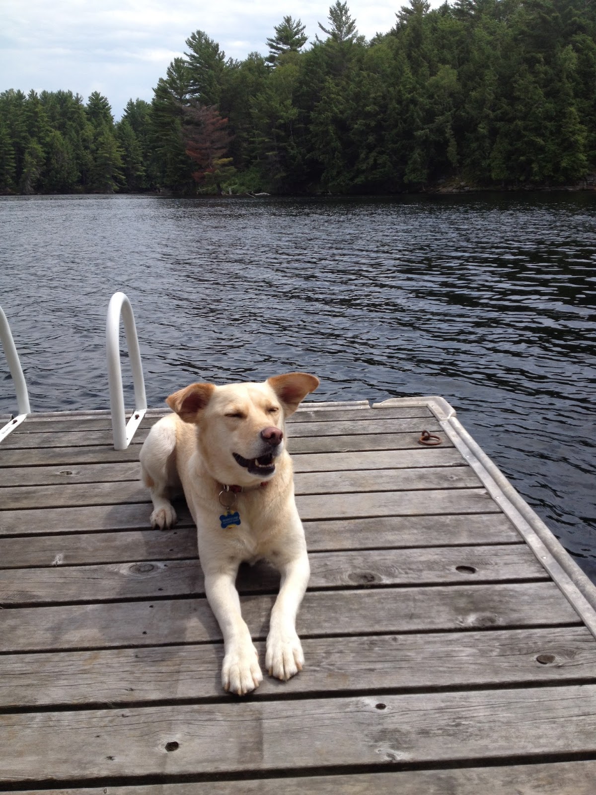 Pound Dogs Toronto Animal Services - dog adoption - animal shelter