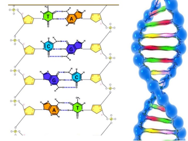 Biología (Ciclo Básico): El ADN