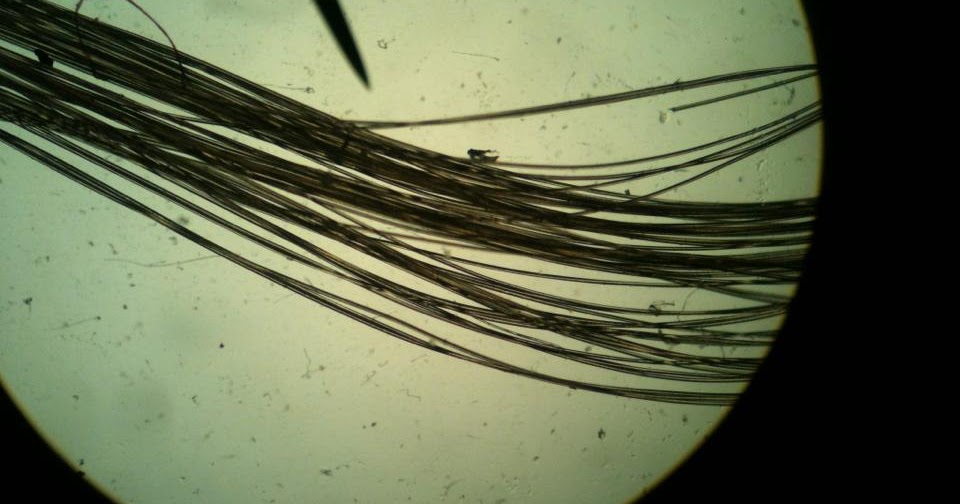 Fibras Sintéticas y Especiales: Vistas en Microscopia