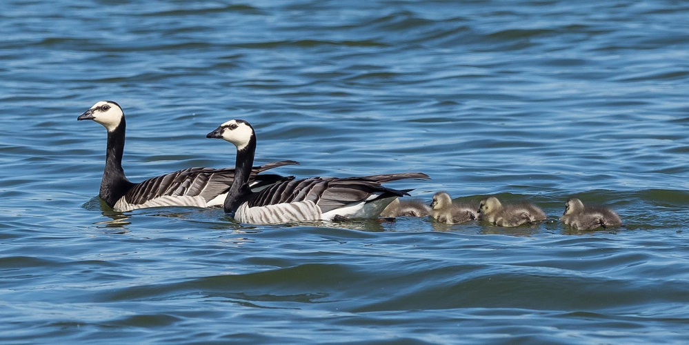 BARNACLE GOOSE