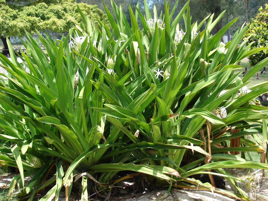 Crinum asiaticum | Pustaka Flora | Database Tanaman Landscape