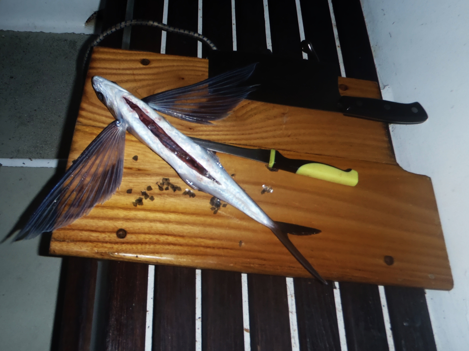 Oasis langs Andes: Stegte flyvefisk og kippers i kokos