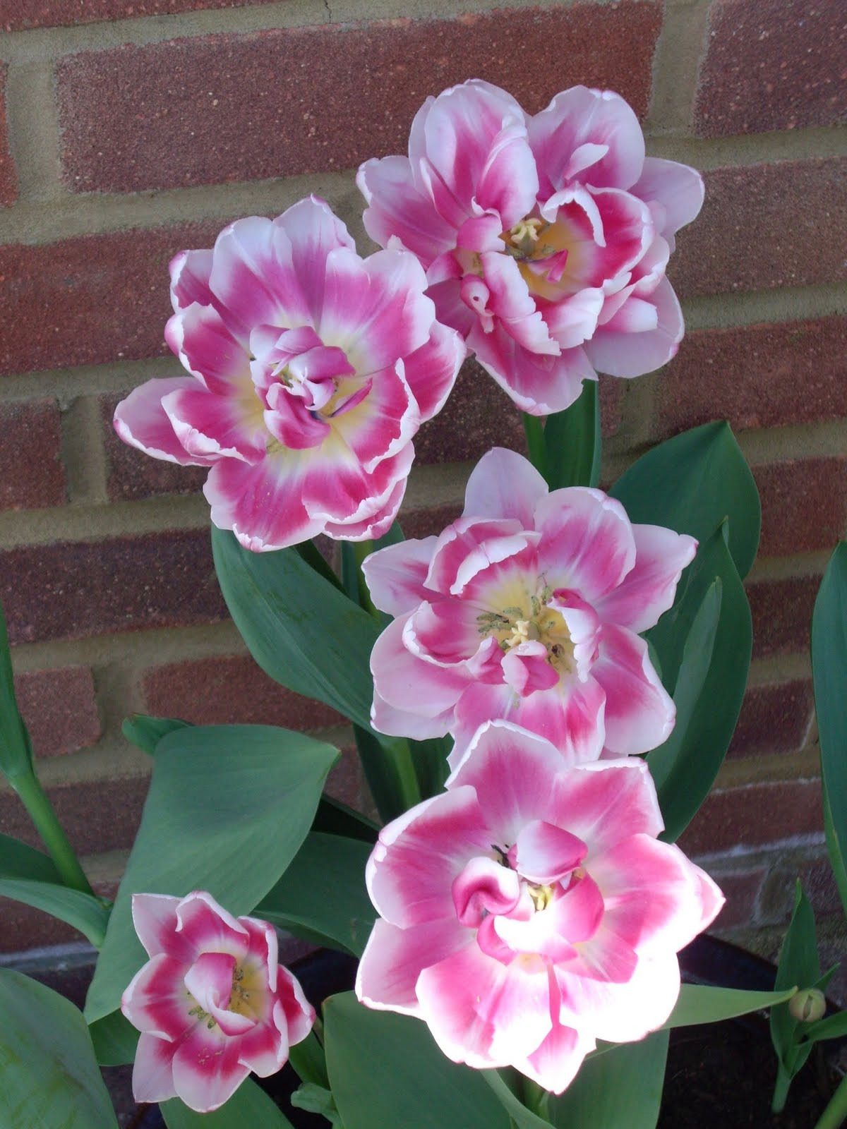 Rosa-Munda: April 2011
