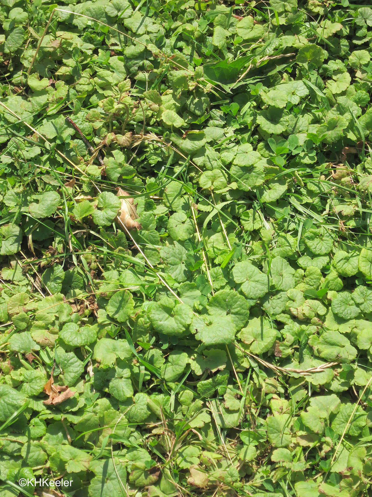 A Wandering Botanist: Plant Story--Ground Ivy, Creeping Charlie ...