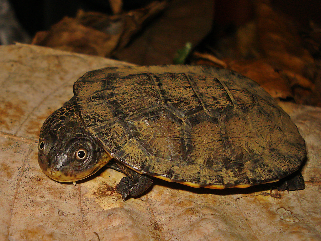 ZOOTOGRAFIANDO2: ESPECIES A FOTOGRAFIAR