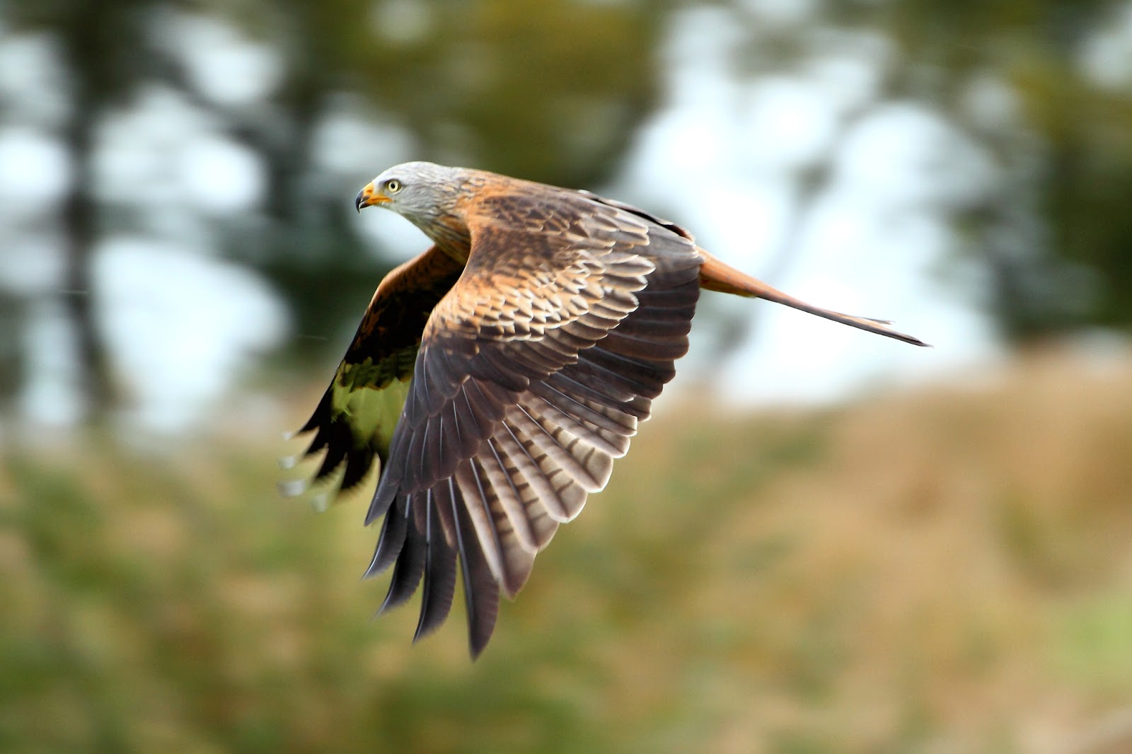 Wild Life: Red Kite