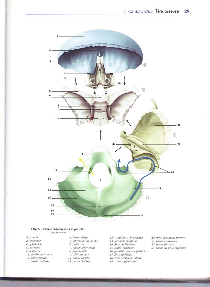 schéma:crane - Médecine INFO