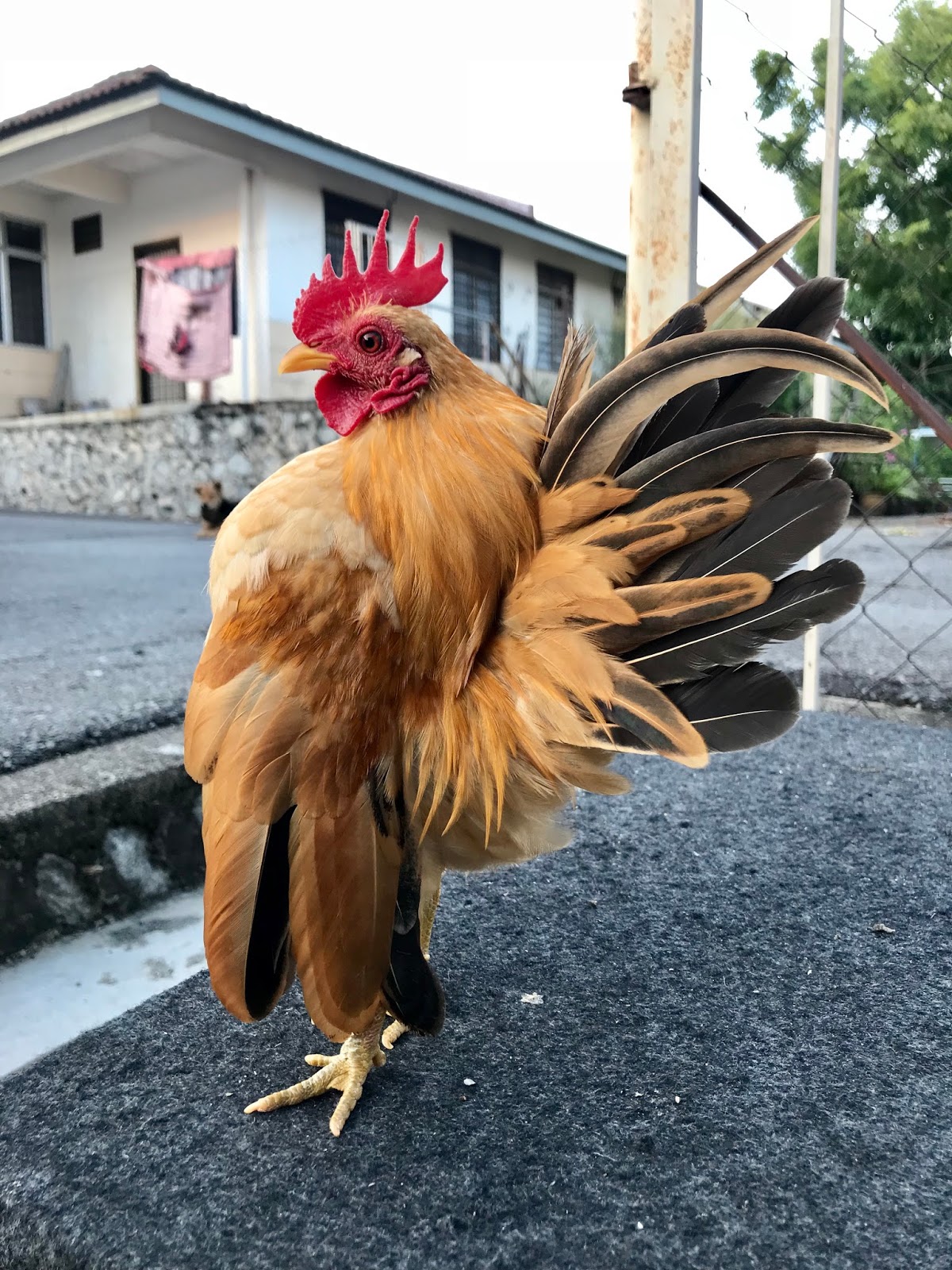 Yellow Serama Breeding Project 2018 (Serama Kuning Maz GSN) | Serama ...
