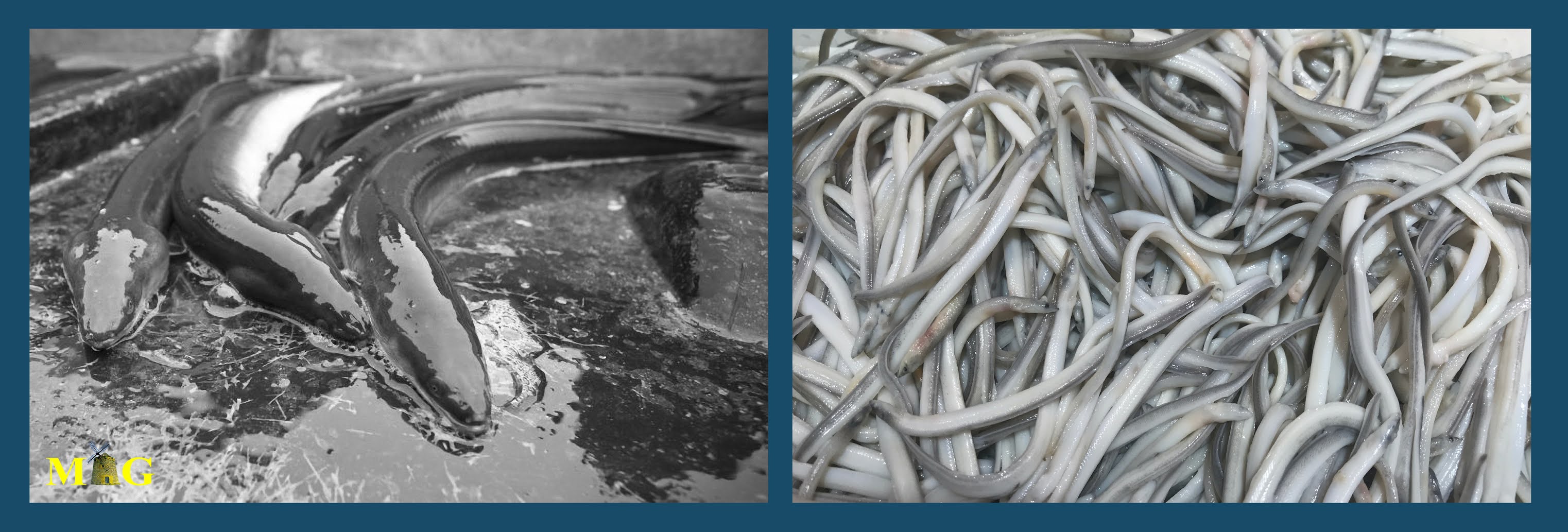 MEMORIAS DE GETXO: LOS SECRETOS DE LA ANGUILA Y LA ANGULA-I-