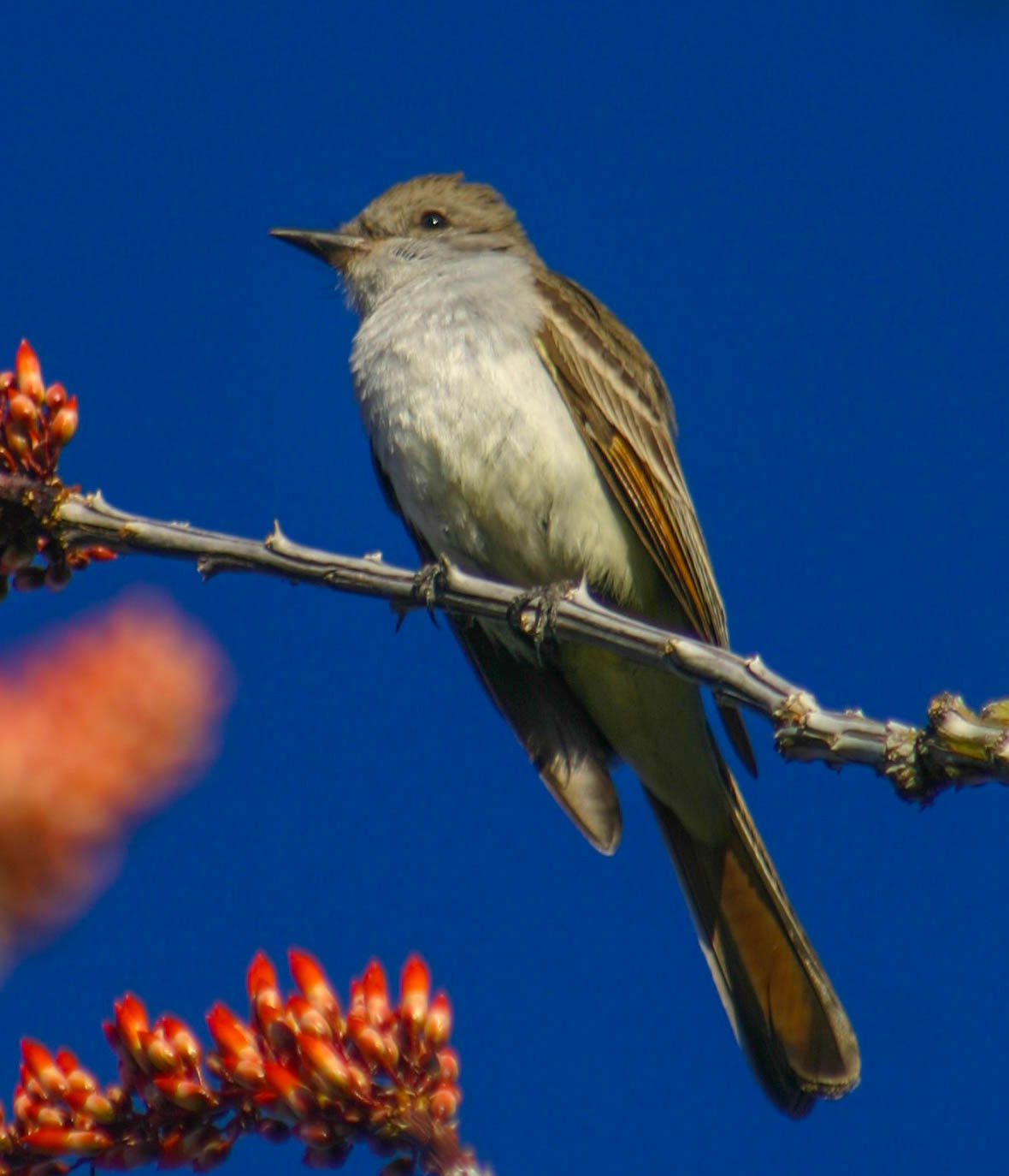 Cannundrums: Ash-Throated Flycatcher