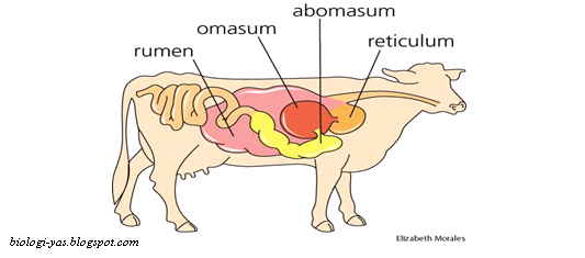Biologi di Initial-YAS: SISTEM PENCERNAAN MAKANAN PADA RUMINANSIA