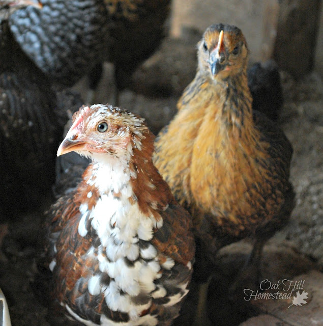 My Chickens Live Off-Grid | Essential Homestead - DBLDKR