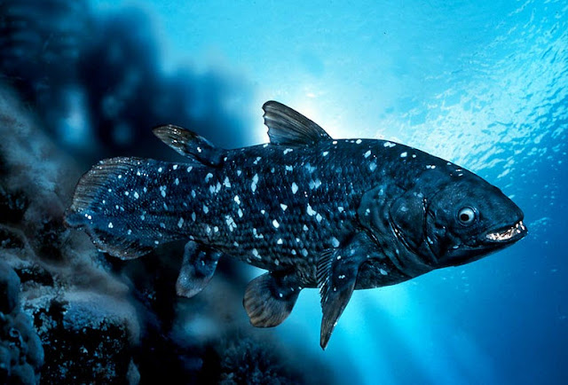 Coelacanth | The Biggest Animals Kingdom