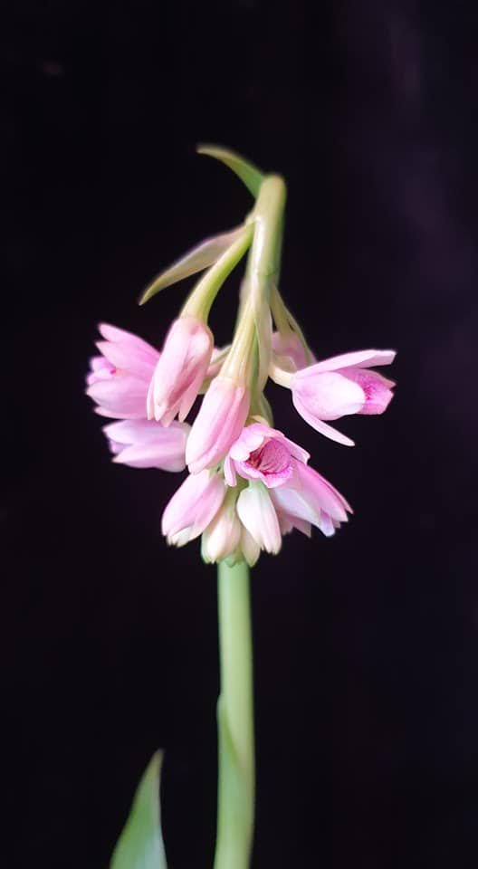 Geodorum densiflorum