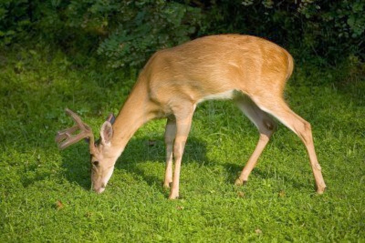 La conservación de el venado cola blanca