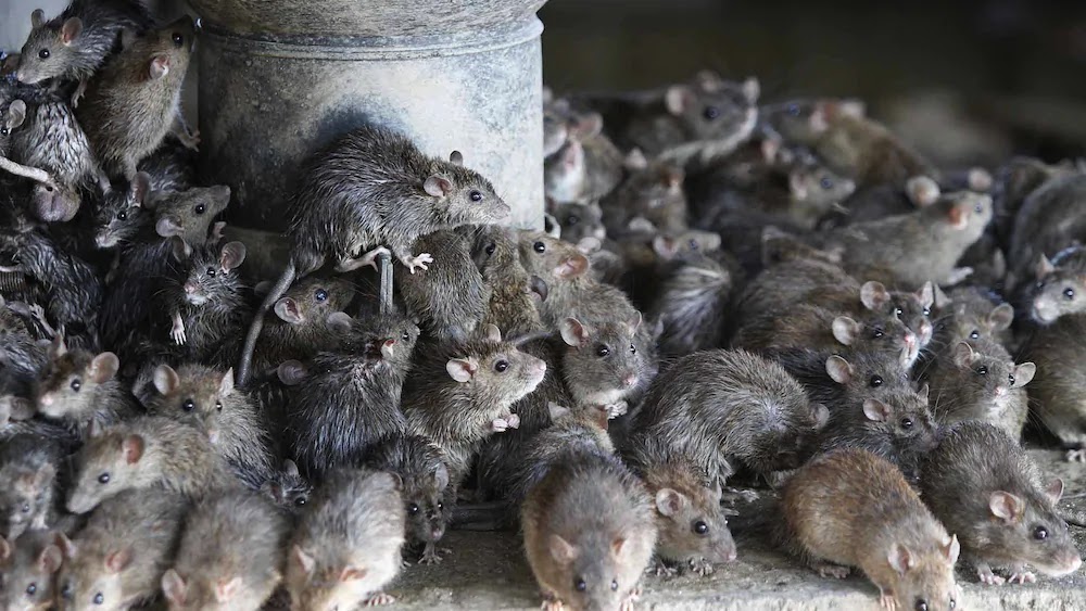 Mi querida España..: El año de la rata