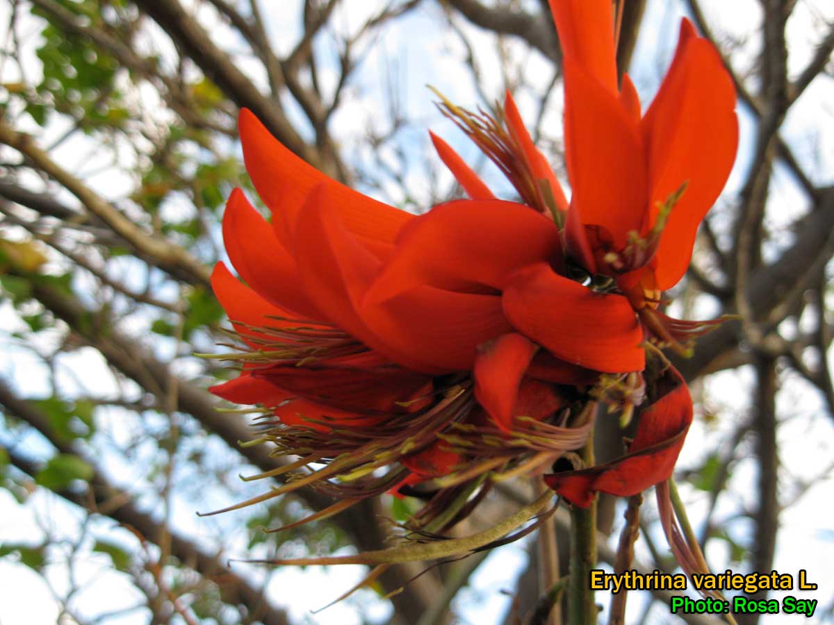 Medicinal Plants: Erythrina variegata, tiger's claw, coral tree ...