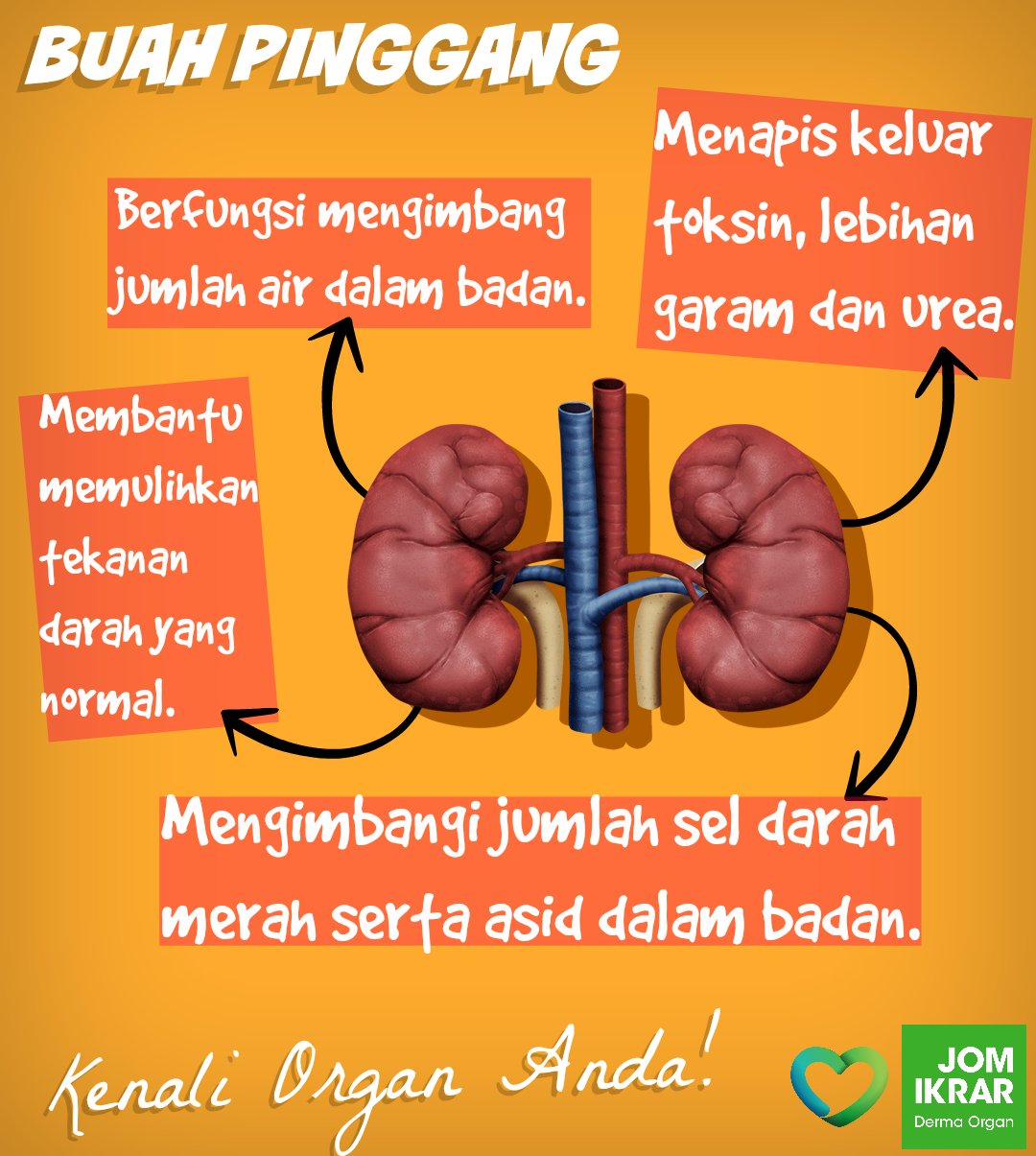 Derma Organ: KENALI organ anda!