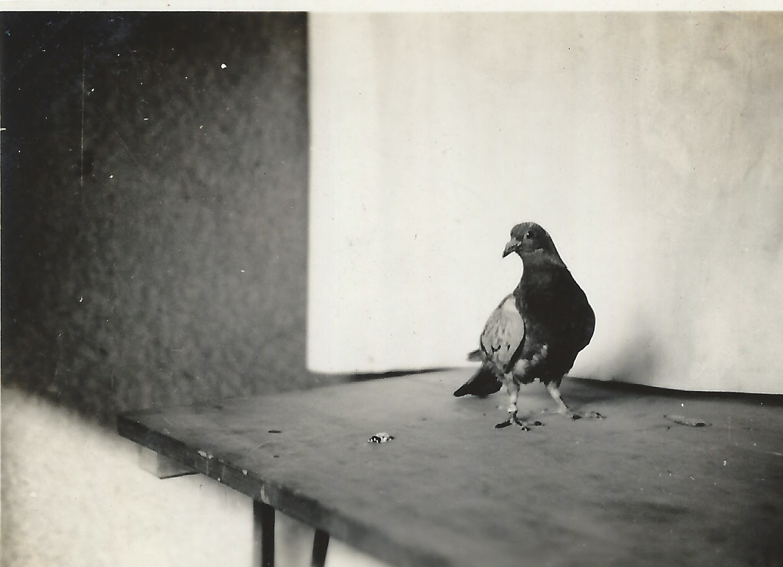 World War 2 History and the WW2 Pigeons: Middle East Pigeon Service Pigeons