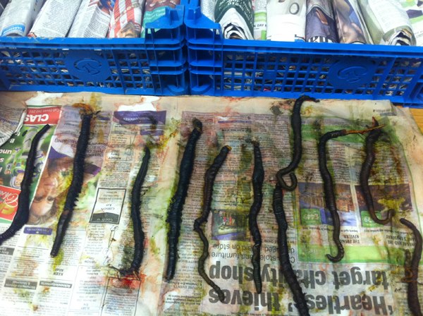 Shop News Blog:: Live Black Lugworm.