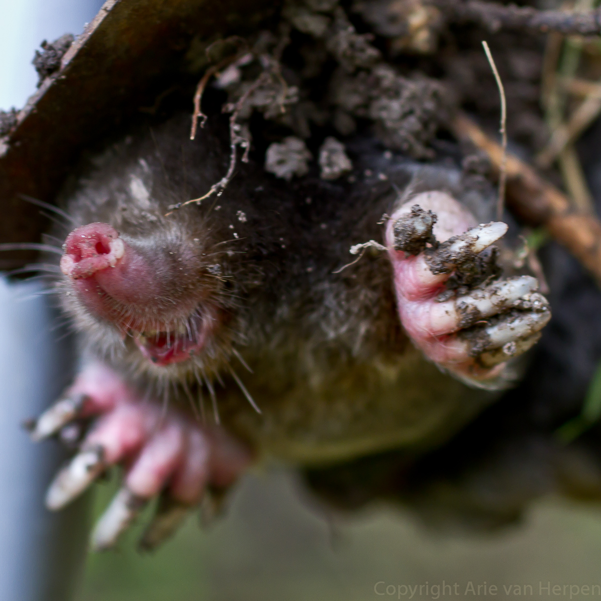 Buiten Wonen: Mollen