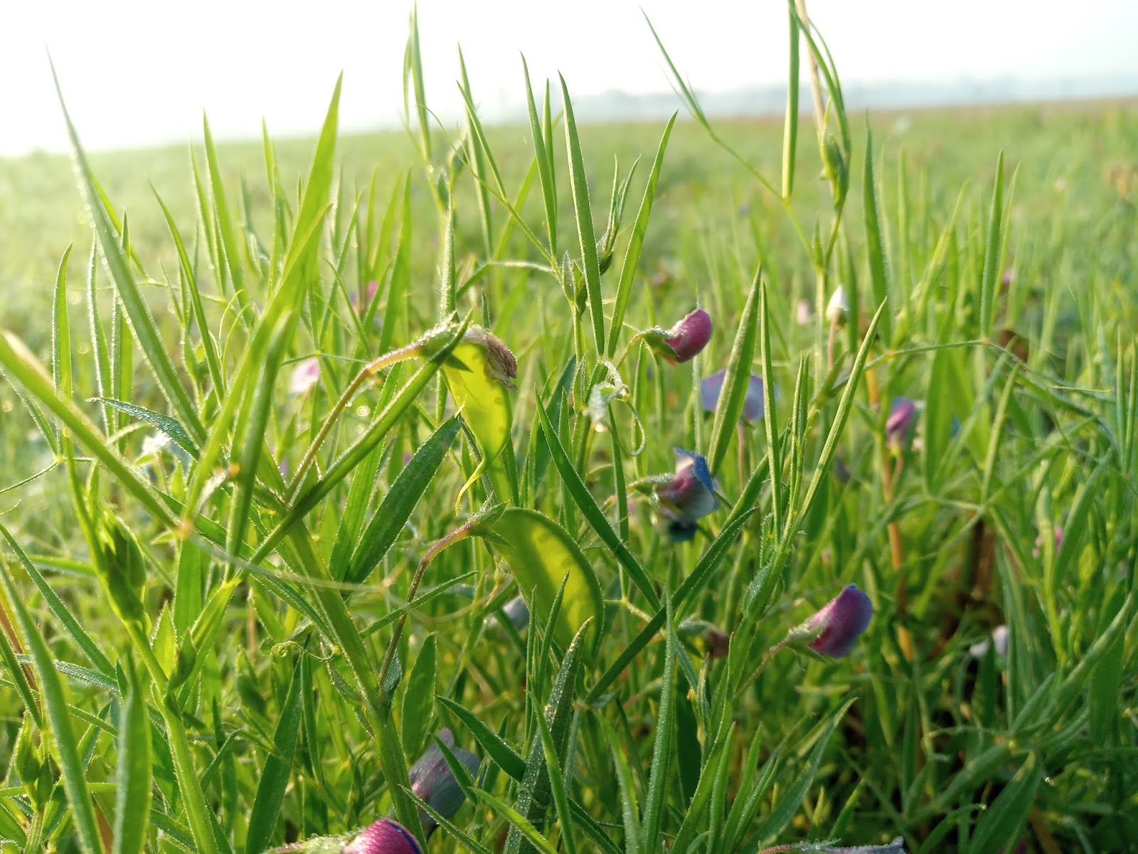 Grass In Meaning Field grass-in-meaning-field