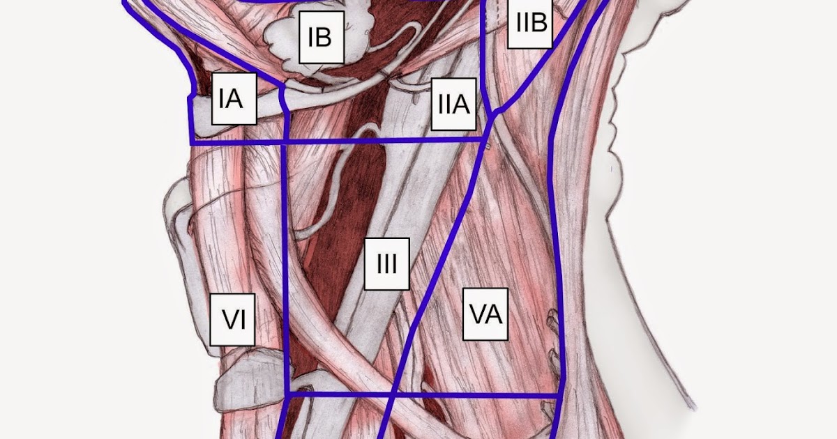 ENT Blogs: BASICS OF NECK DISSECTION...