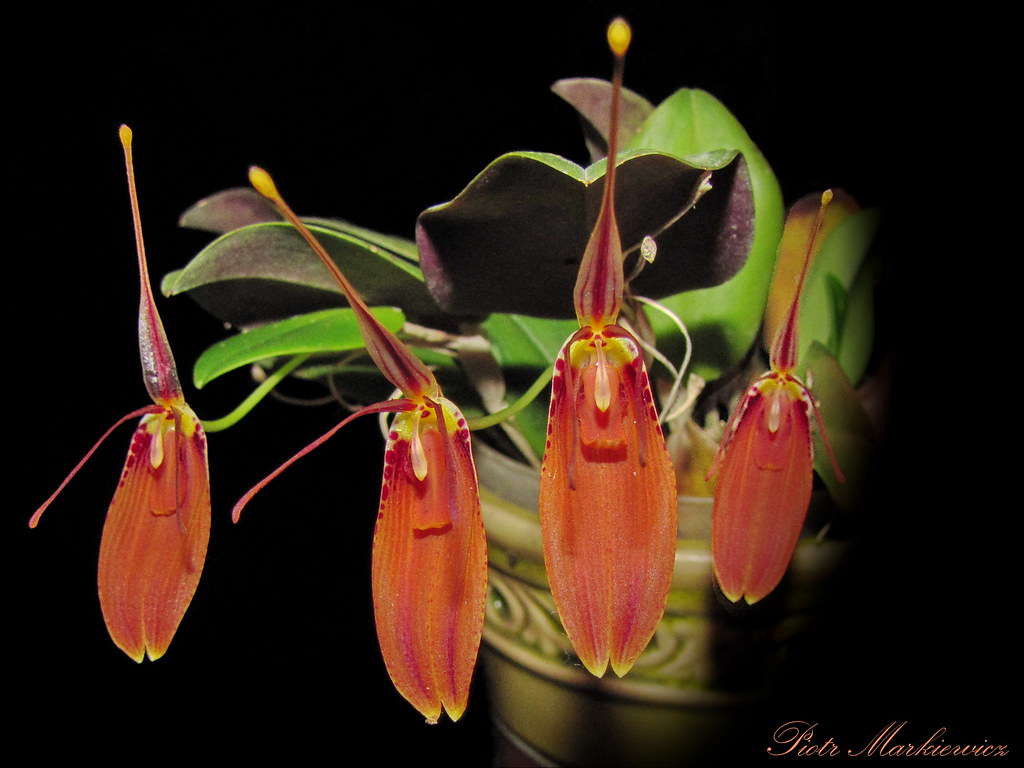 Restrepia cuprea care and culture | Travaldo's blog