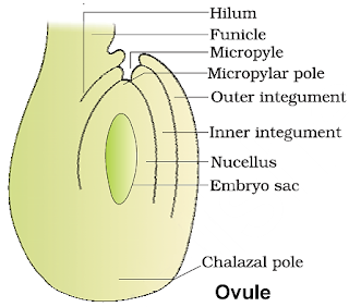 Sexual Reproduction in Flowering Plants - Notes | Class 12 | Part 1 ...