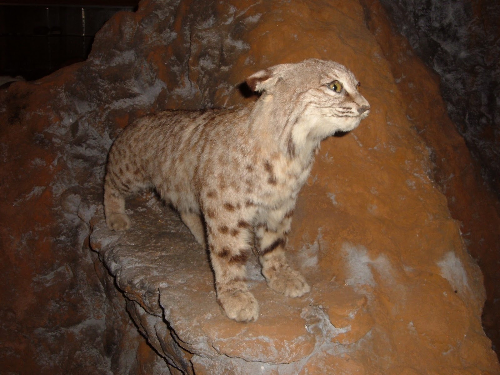 BigSurveyor: Ralph Foster Museum