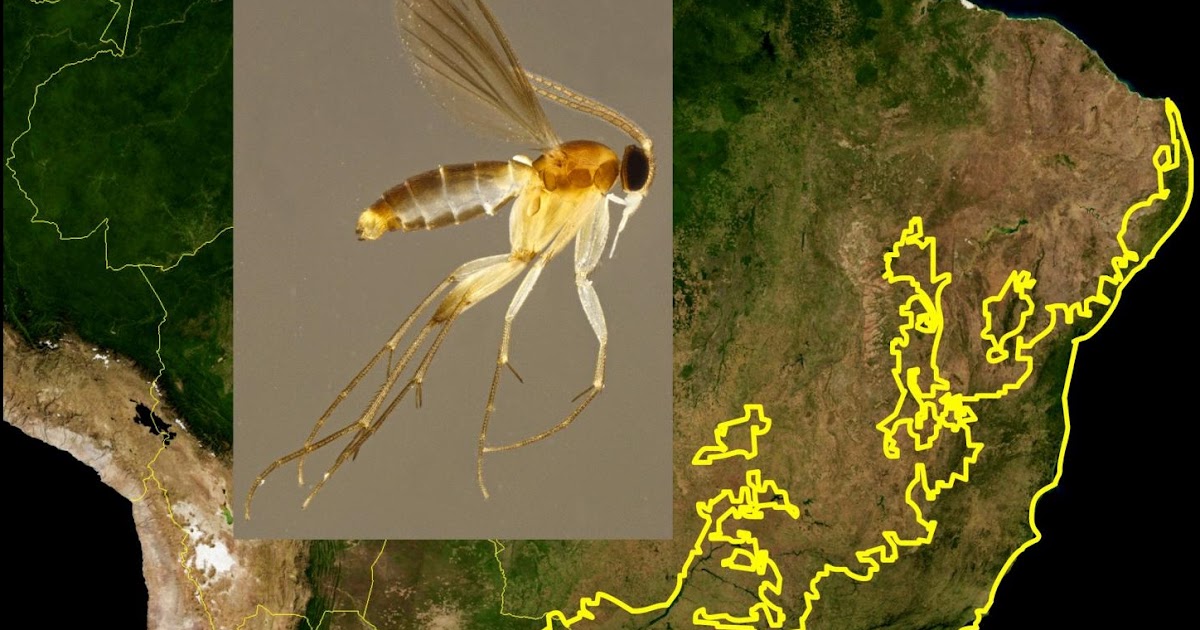 Species New to Science: [Entomology • 2018] A Contribution to the ...