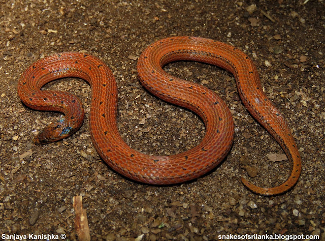 Boie's Rough-Sided Snake/ලේ මැඩිල්ලා (Aspidura brachyorrhos-Boie, 1827)