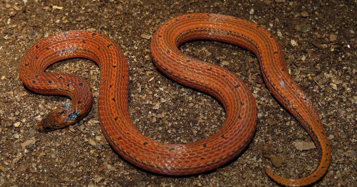 Snakes of Sri Lanka