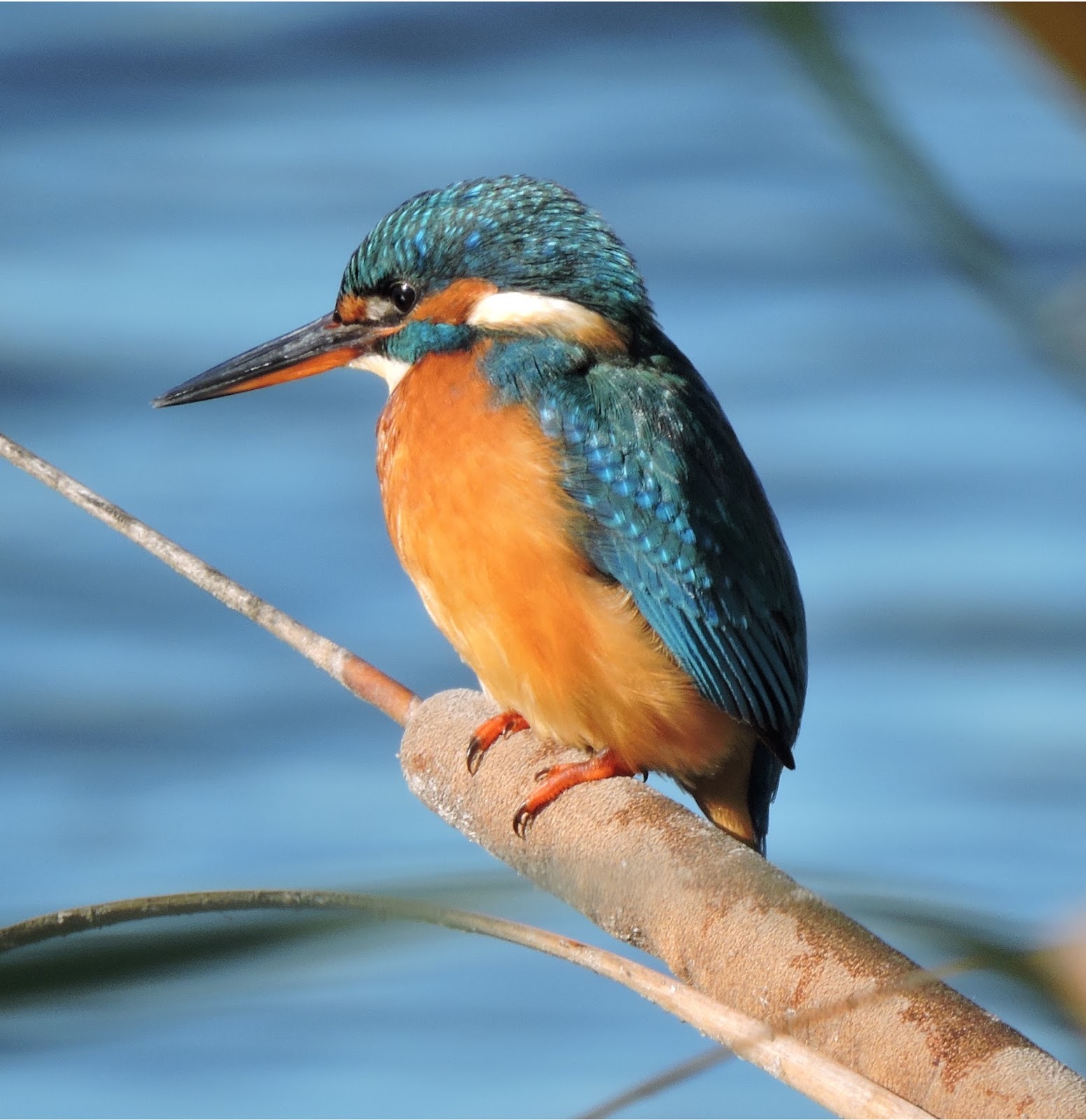 Blog del Màrius Domingo, Ca la Gallineta: Blauet.