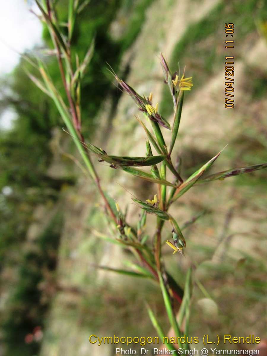 Medicinal Plants: Cymbopogon nardus