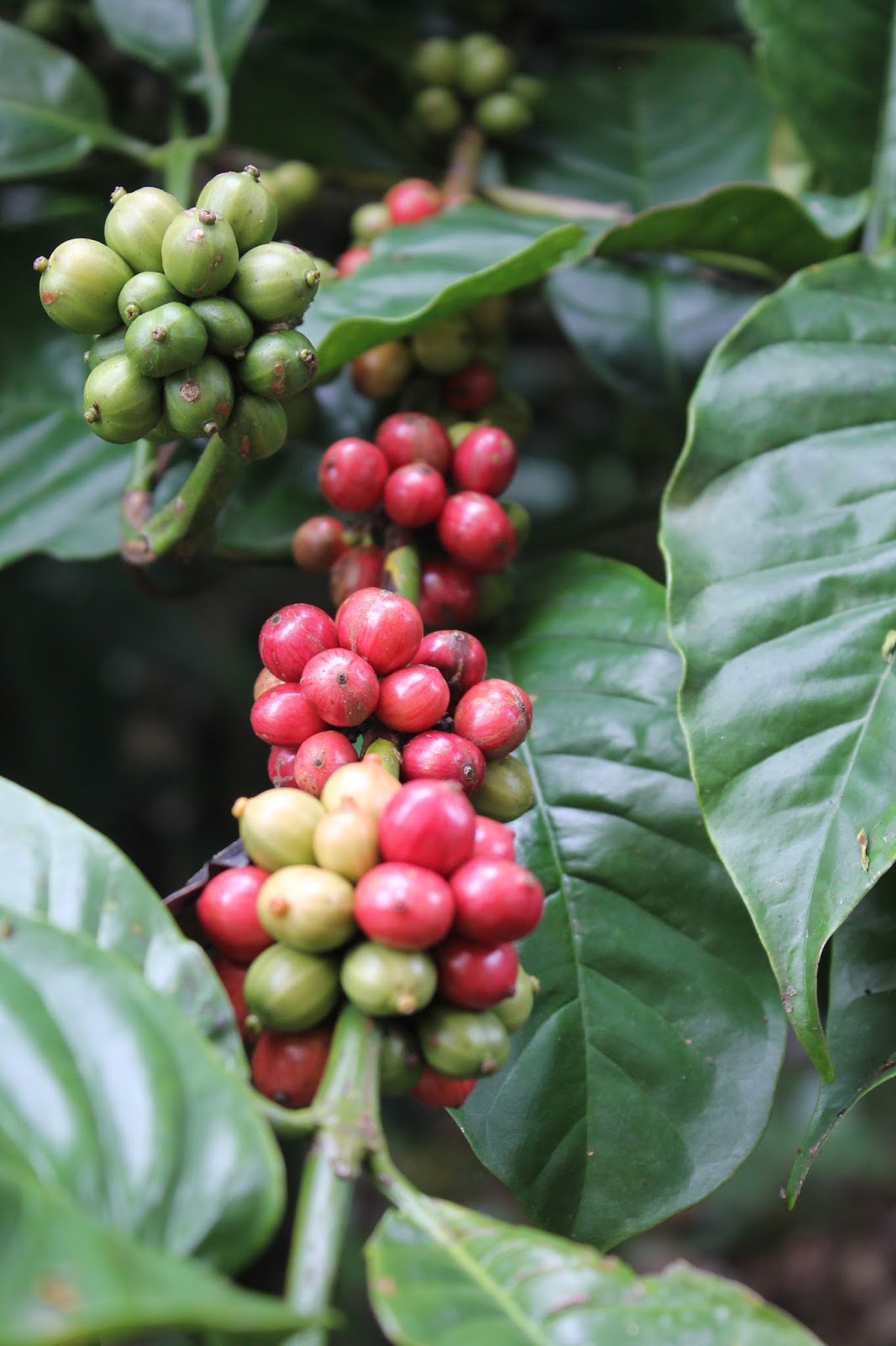 JAVA COFFEE TLOGO: WAKTU PEMANENAN KOPI