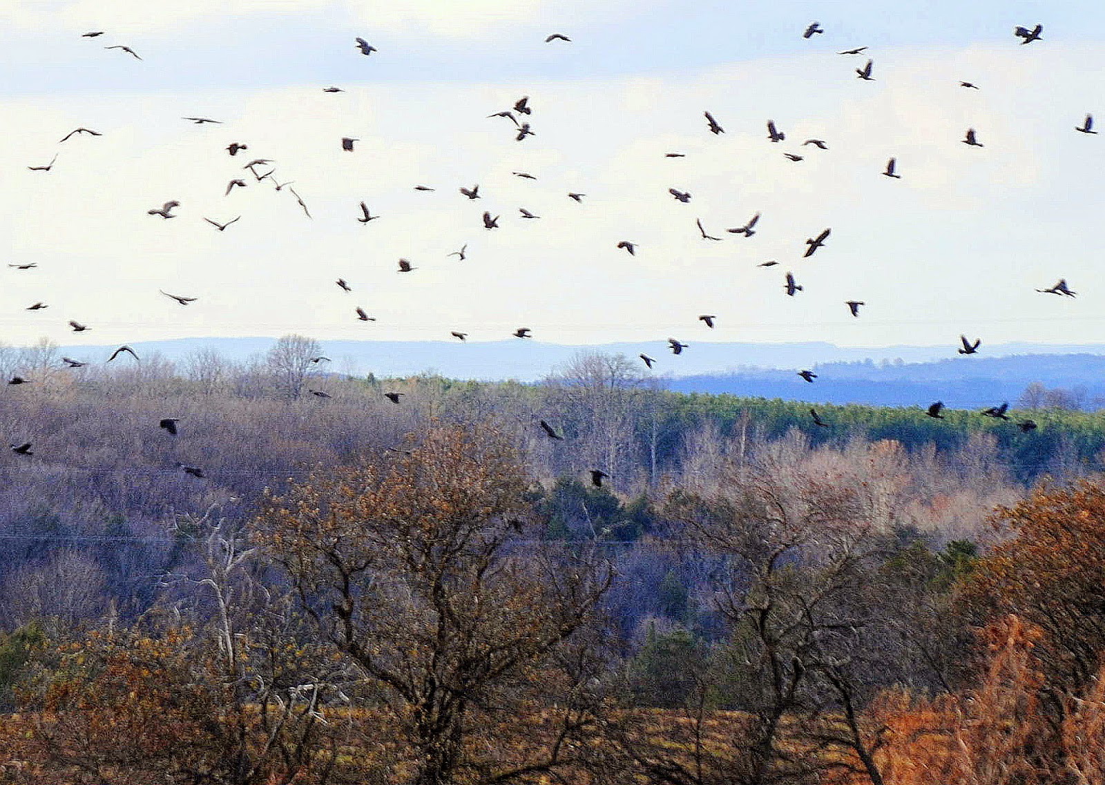 BARRY the BIRDER: Crows over King