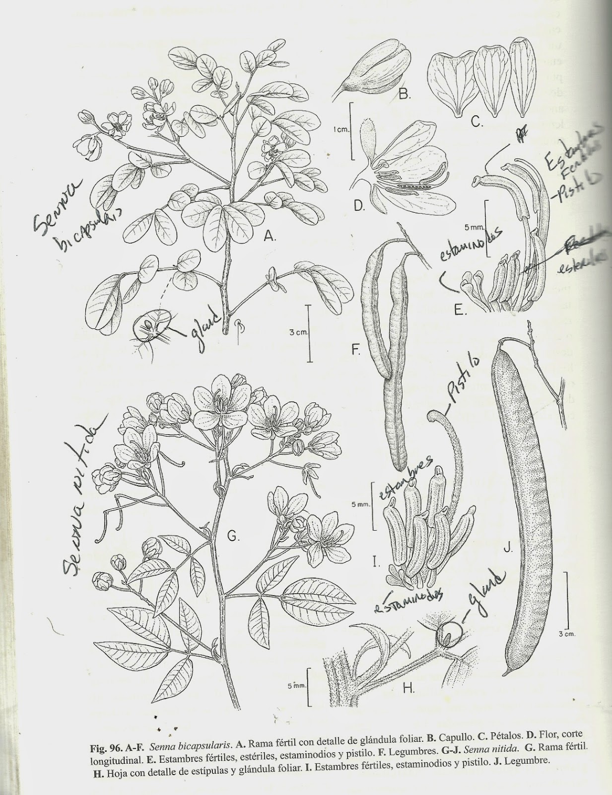 Flora de Puerto Rico Ilustrada Papo Vives: Caesalpinoideae SENNA ...