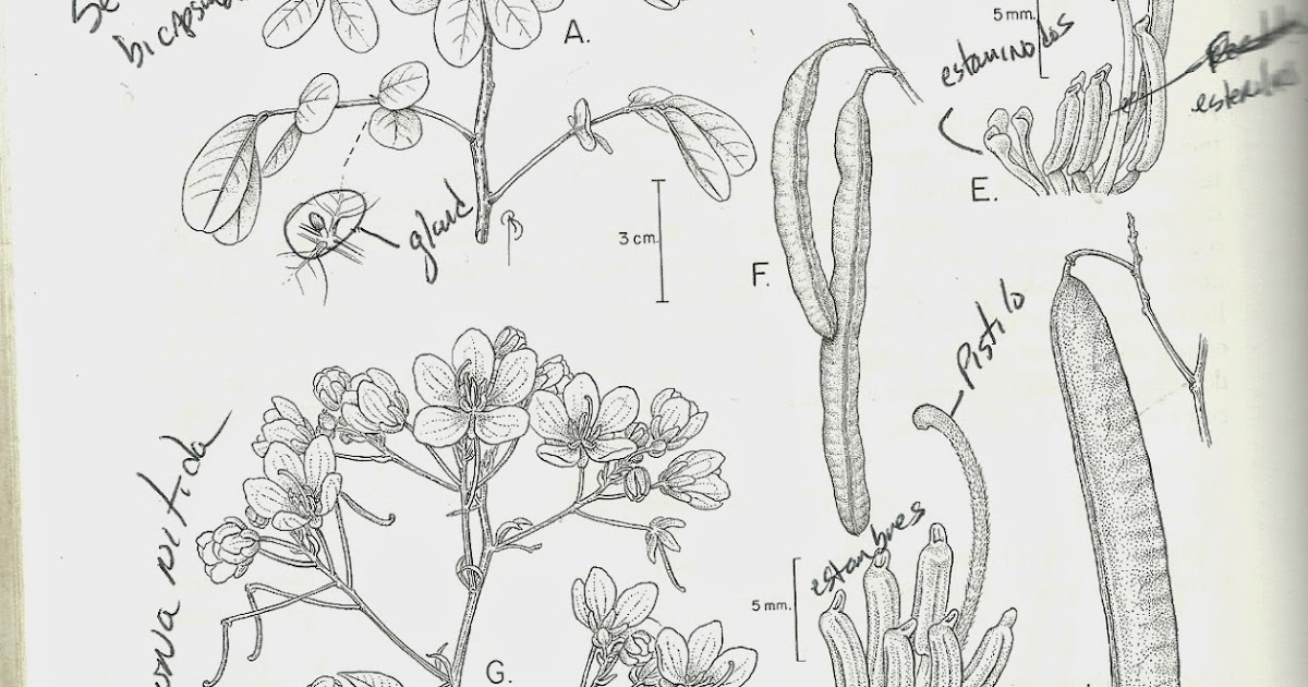 Flora de Puerto Rico Ilustrada Papo Vives: Caesalpinoideae SENNA ...